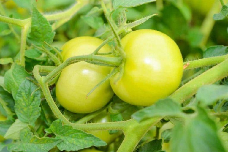 Fried Green 'Maters - Back Home-on the Farm